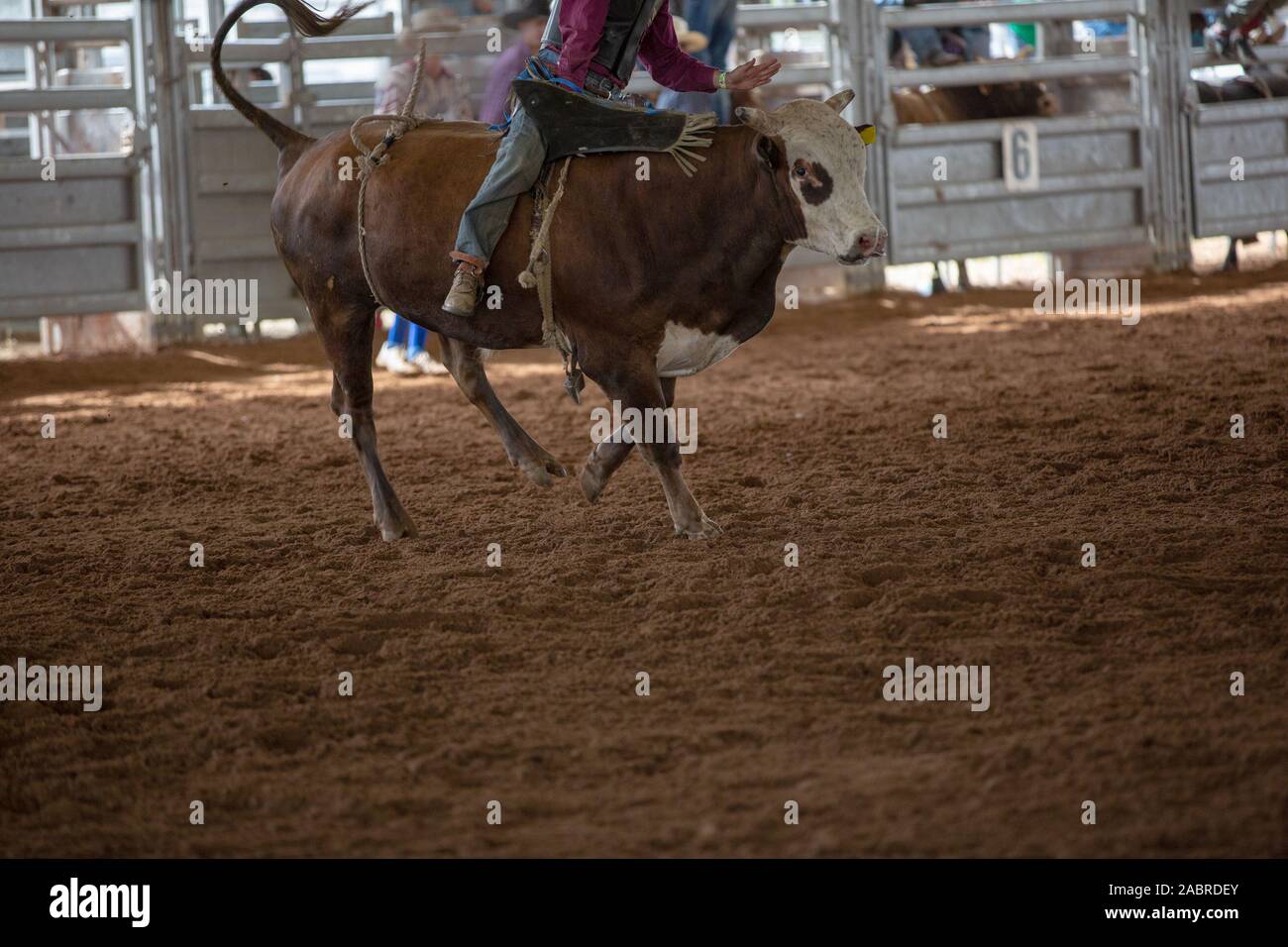 Bull riding indoor hi-res stock photography and images - Alamy