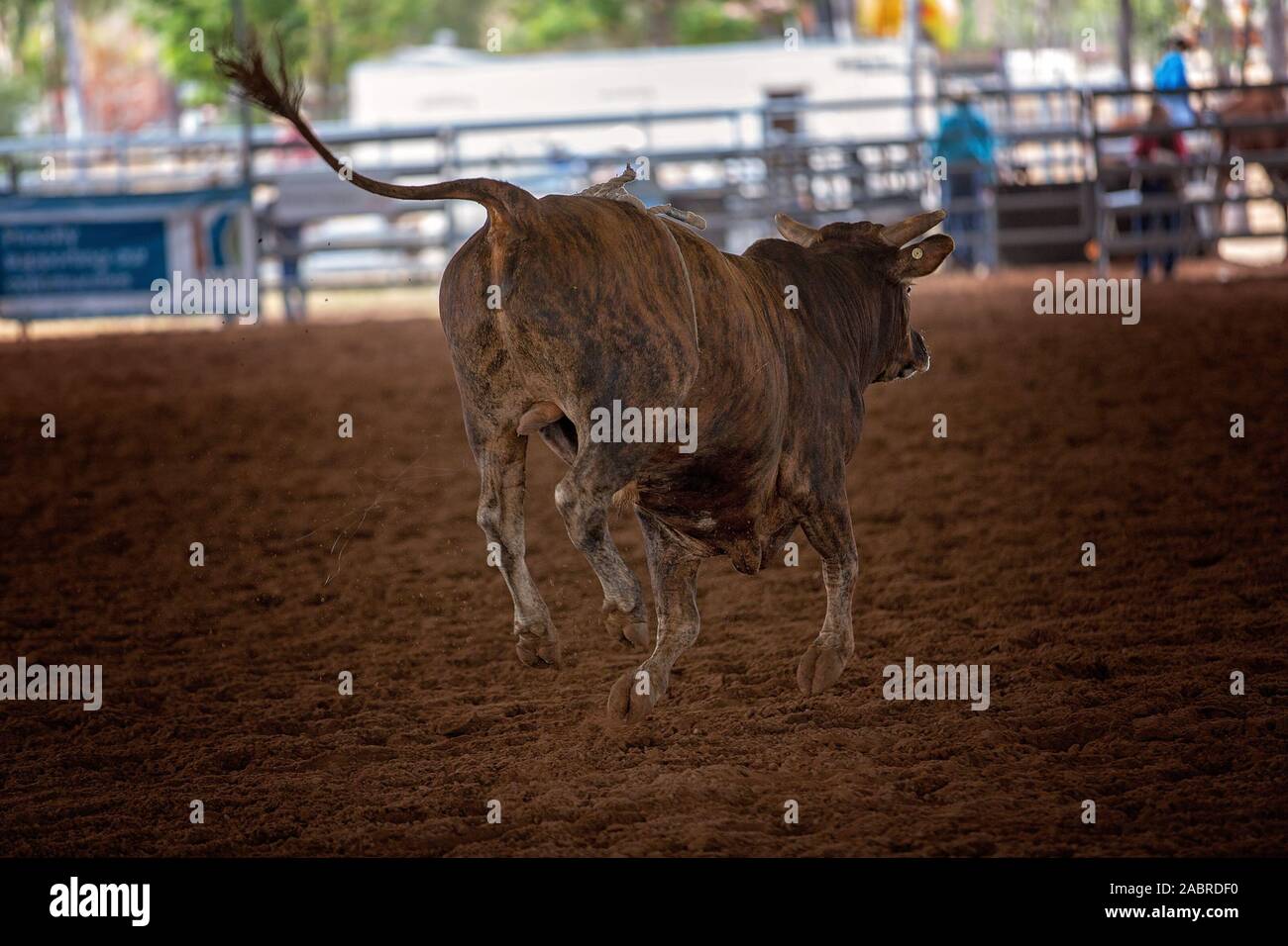 Bull riding indoor hi-res stock photography and images - Alamy