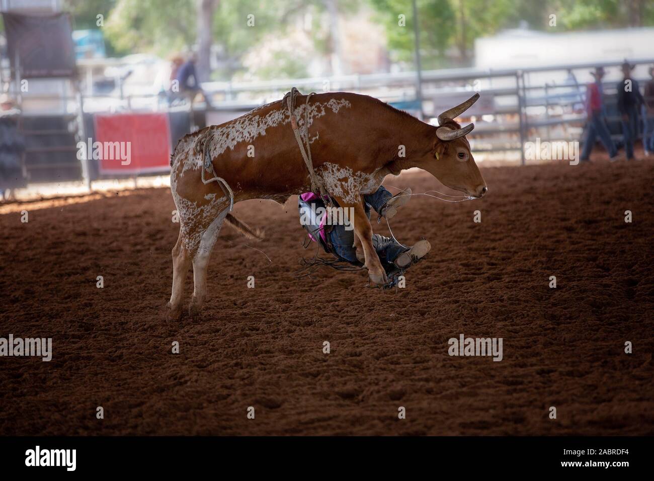 Calf roping off hi-res stock photography and images - Alamy