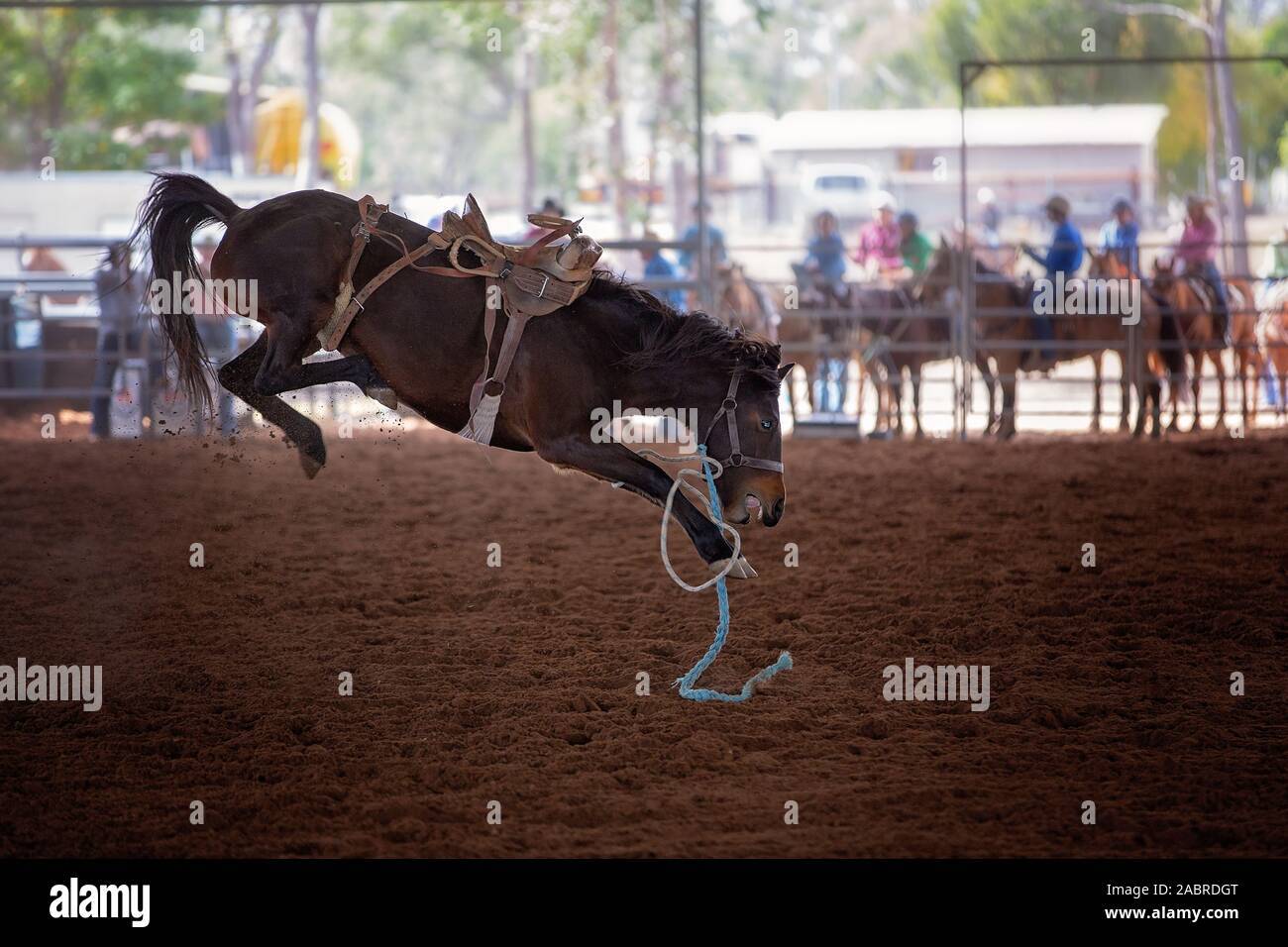 Riderless bucking bronco horse at indoor country rodeo Stock Photo - Alamy