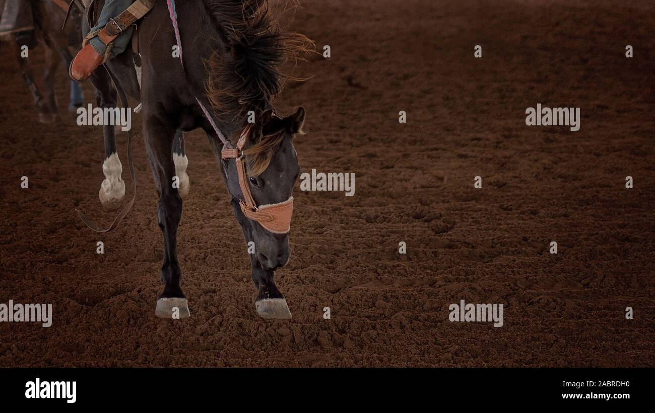 Bucking horse ridden hi-res stock photography and images - Alamy