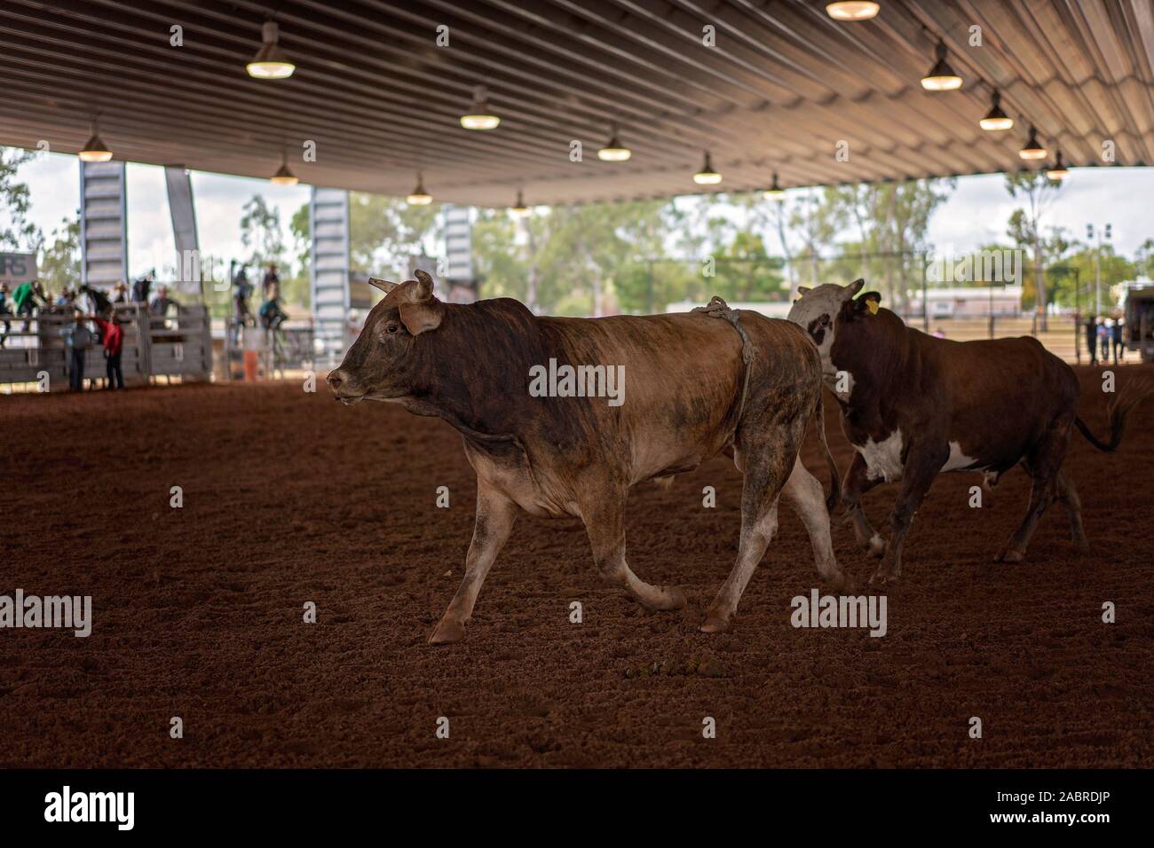 Two bulls run around the ring of a country rodeo after being ridden by ...