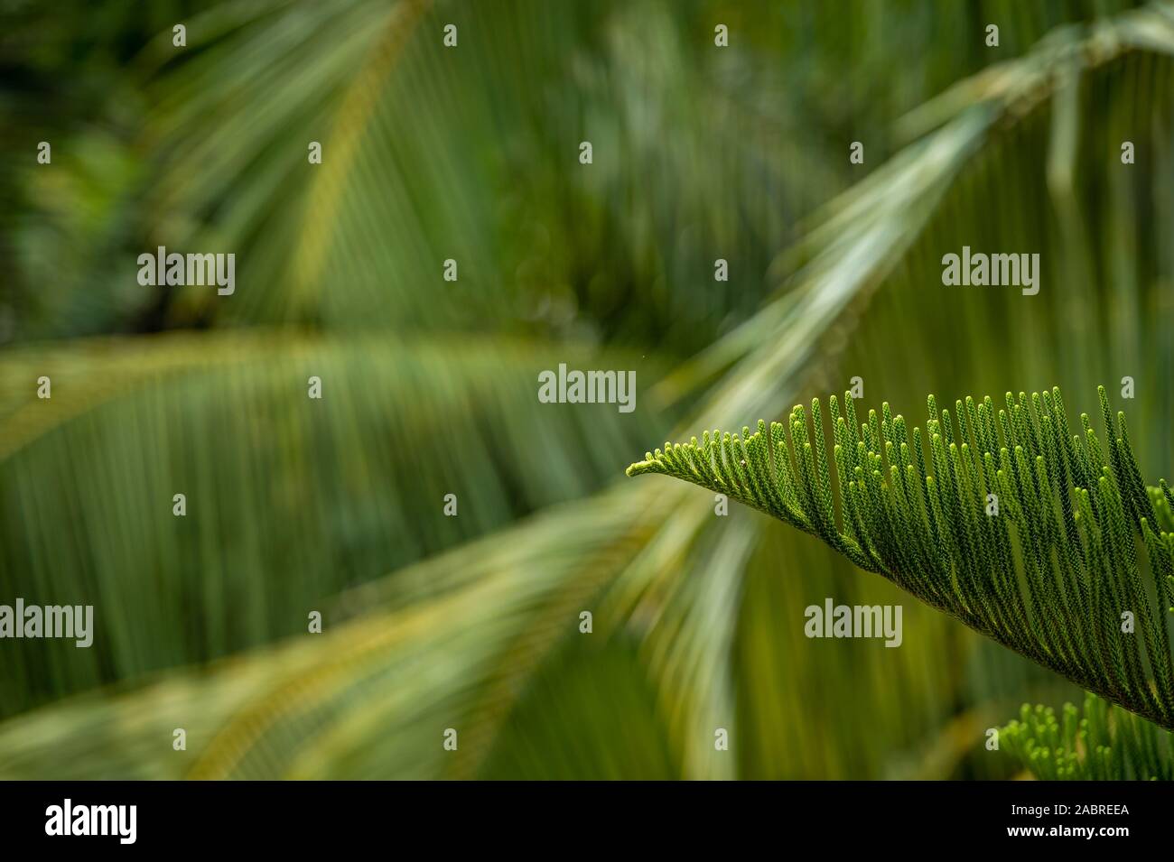 isolated green background leaves with pattern and space for text Stock ...