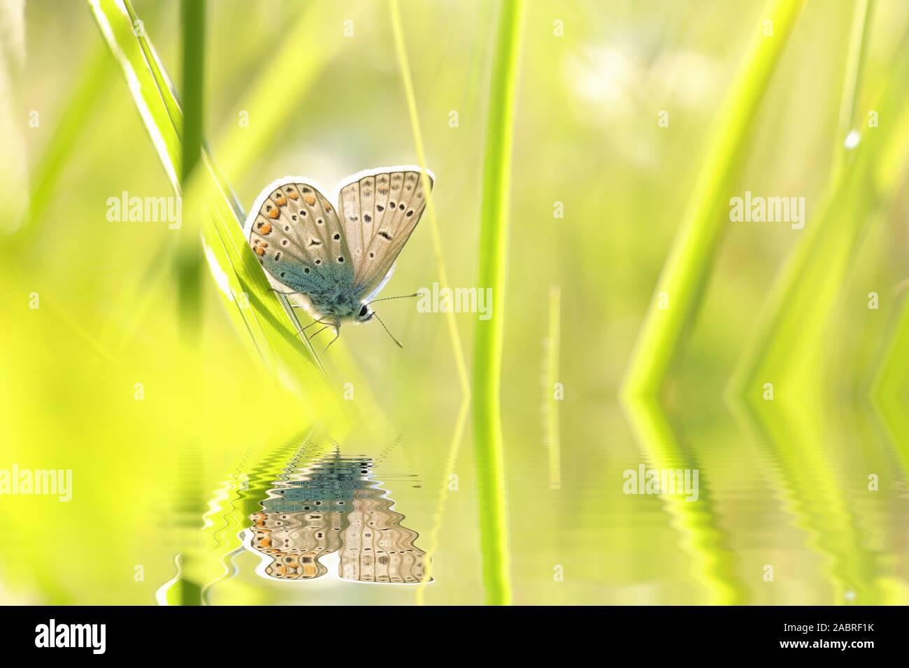 Butterfly (Common blue) on a spring morning Stock Photo - Alamy