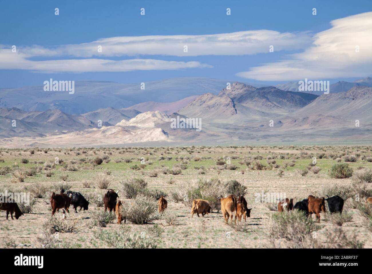 The landscape of the mongolian steppe Stock Photo - Alamy