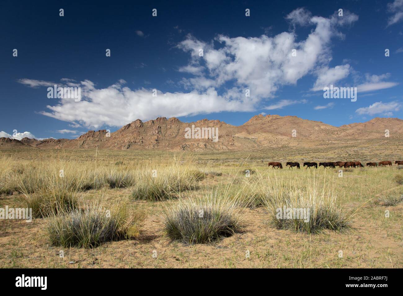 The landscape of the mongolian steppe Stock Photo - Alamy