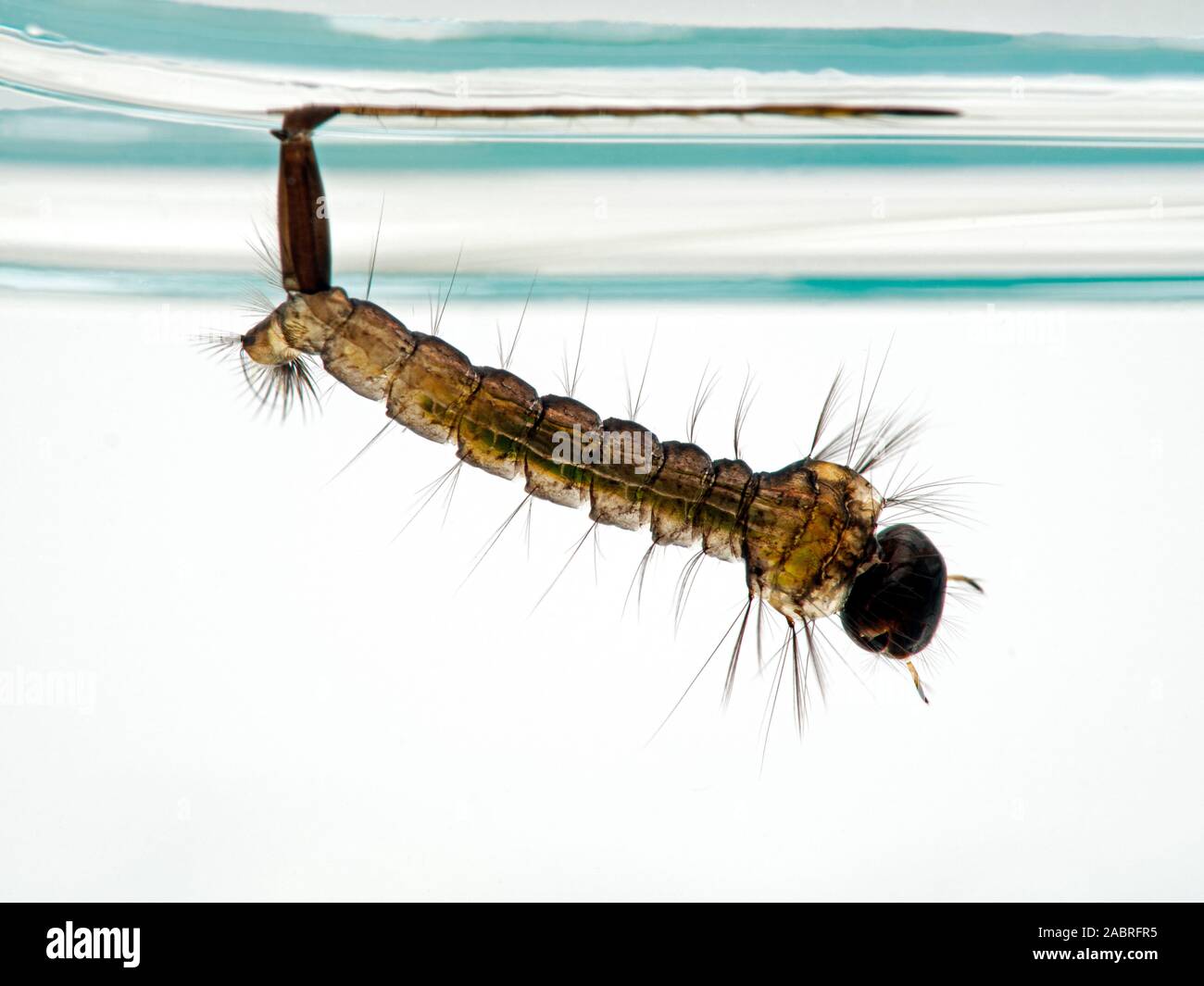 Mosquito larva hi-res stock photography and images - Alamy