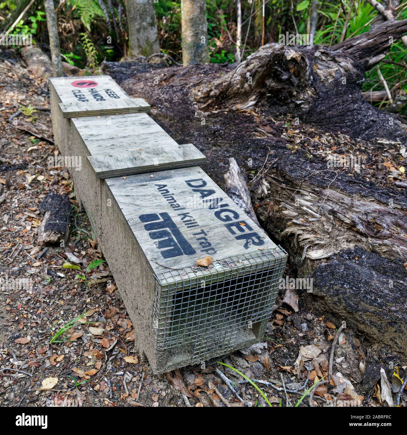 Stoat new zealand hi-res stock photography and images - Alamy