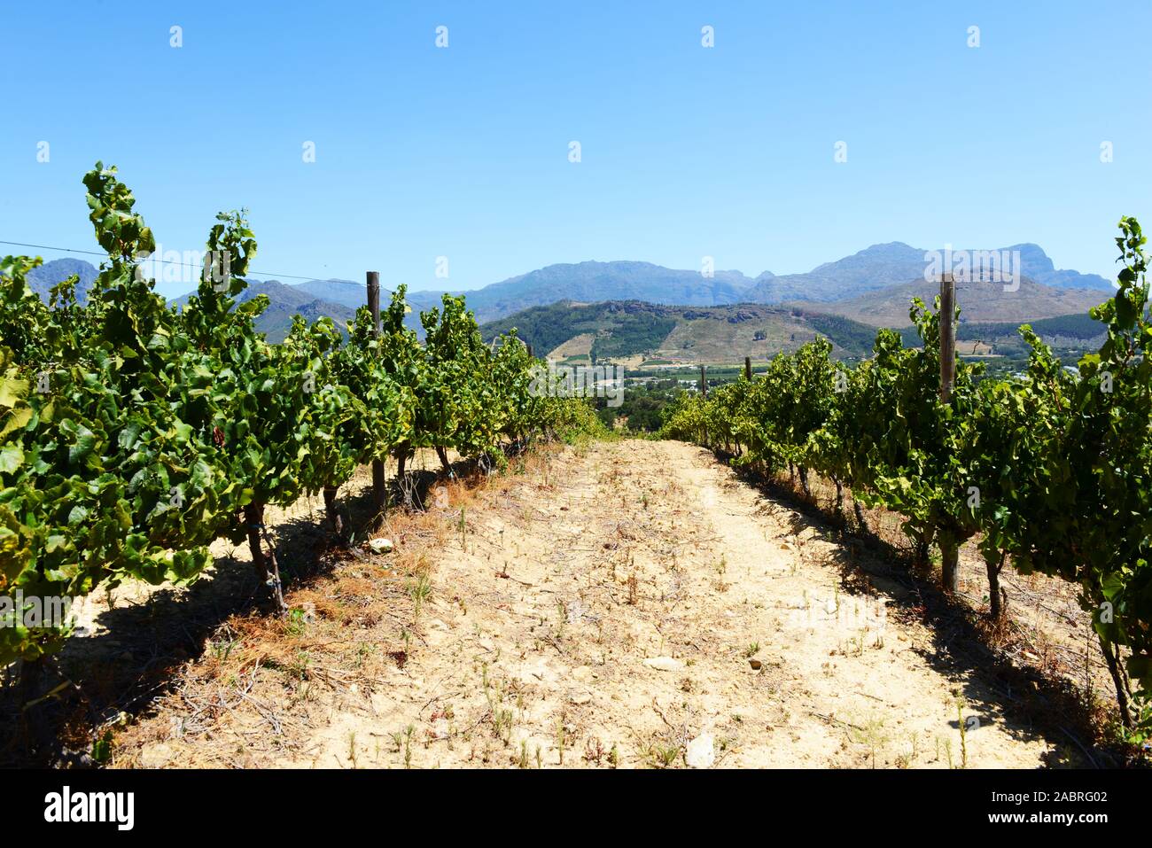 Dieu donne vineyards hi-res stock photography and images - Alamy