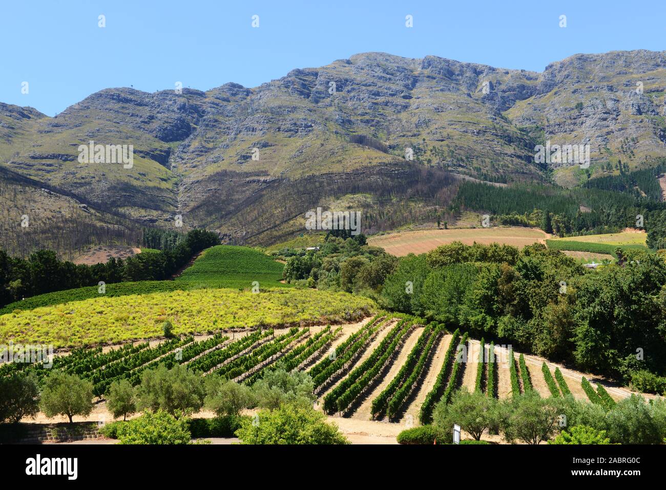 Dieu donne vineyards hi-res stock photography and images - Alamy