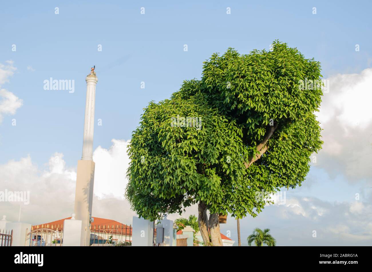 Guinep tree hi-res stock photography and images - Alamy