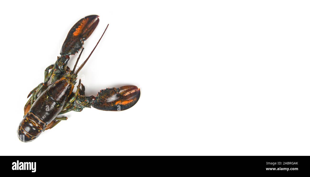 Fresh lobster shellfish in the seafood restaurant for cooked food / Raw ...