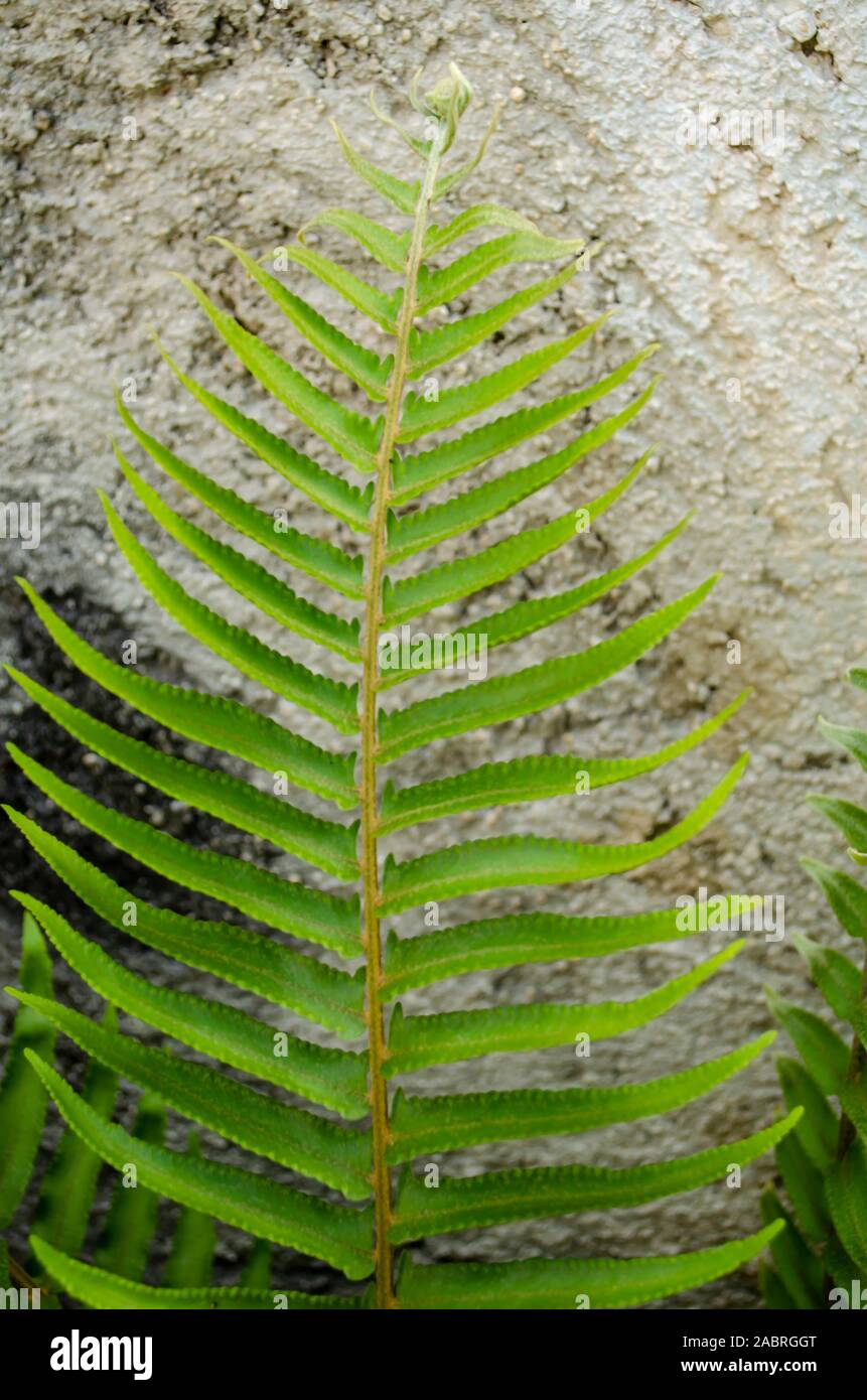 Ostrich Fern Leaf with Seeds Stock Photo - Alamy