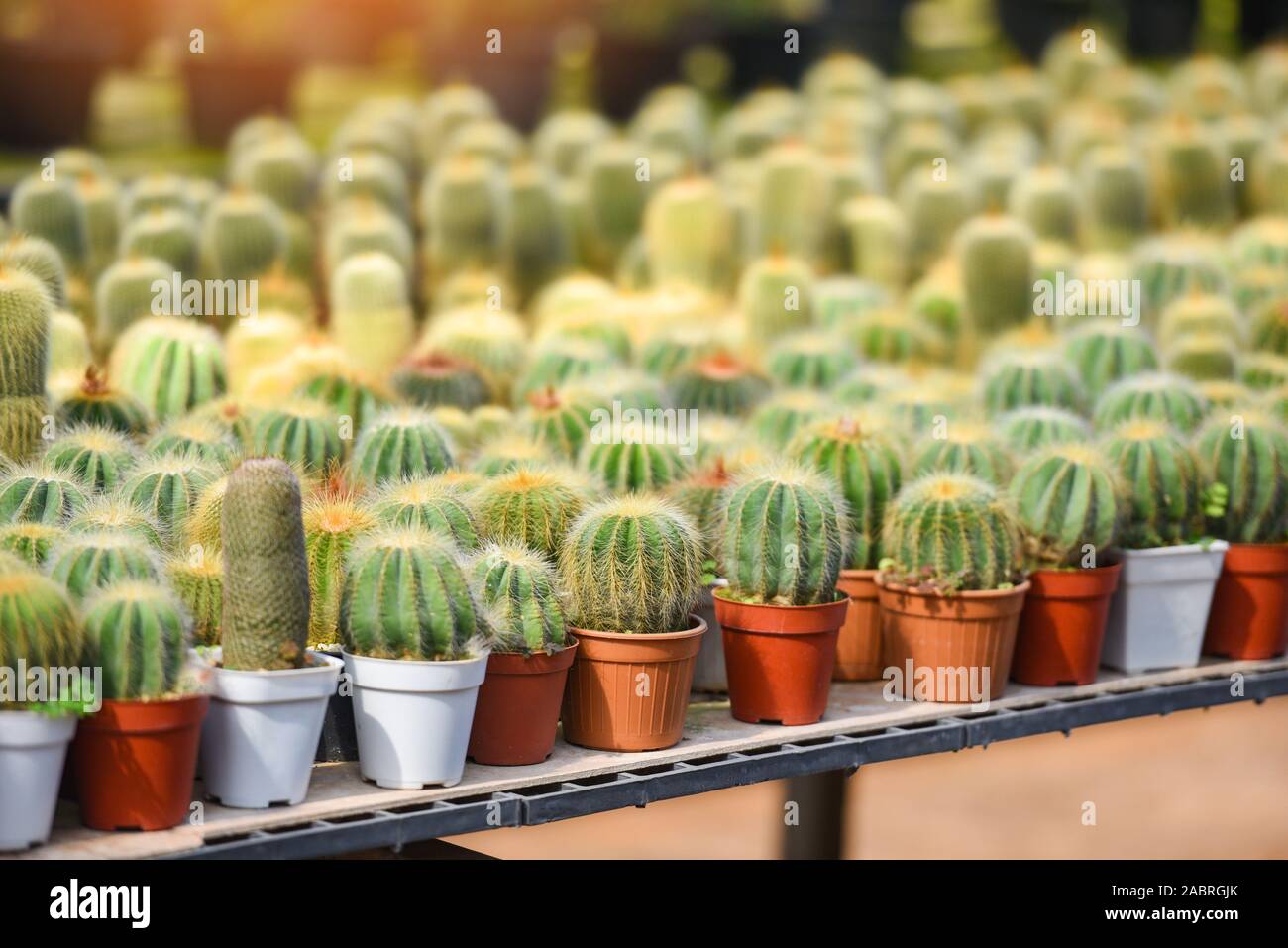 Miniature cactus pot decorate in the garden / various types beautiful ...