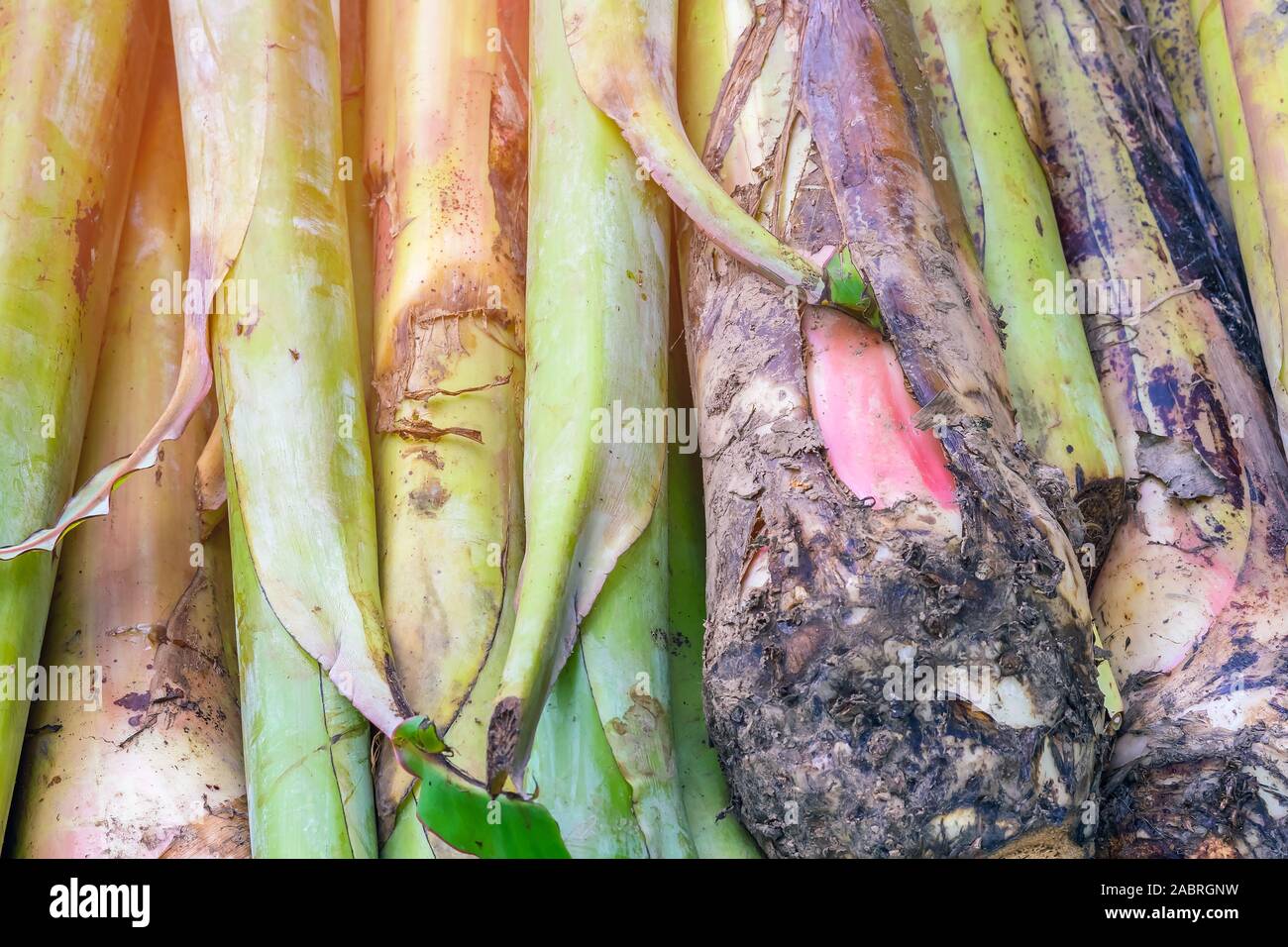Banana sucker hi-res stock photography and images - Alamy