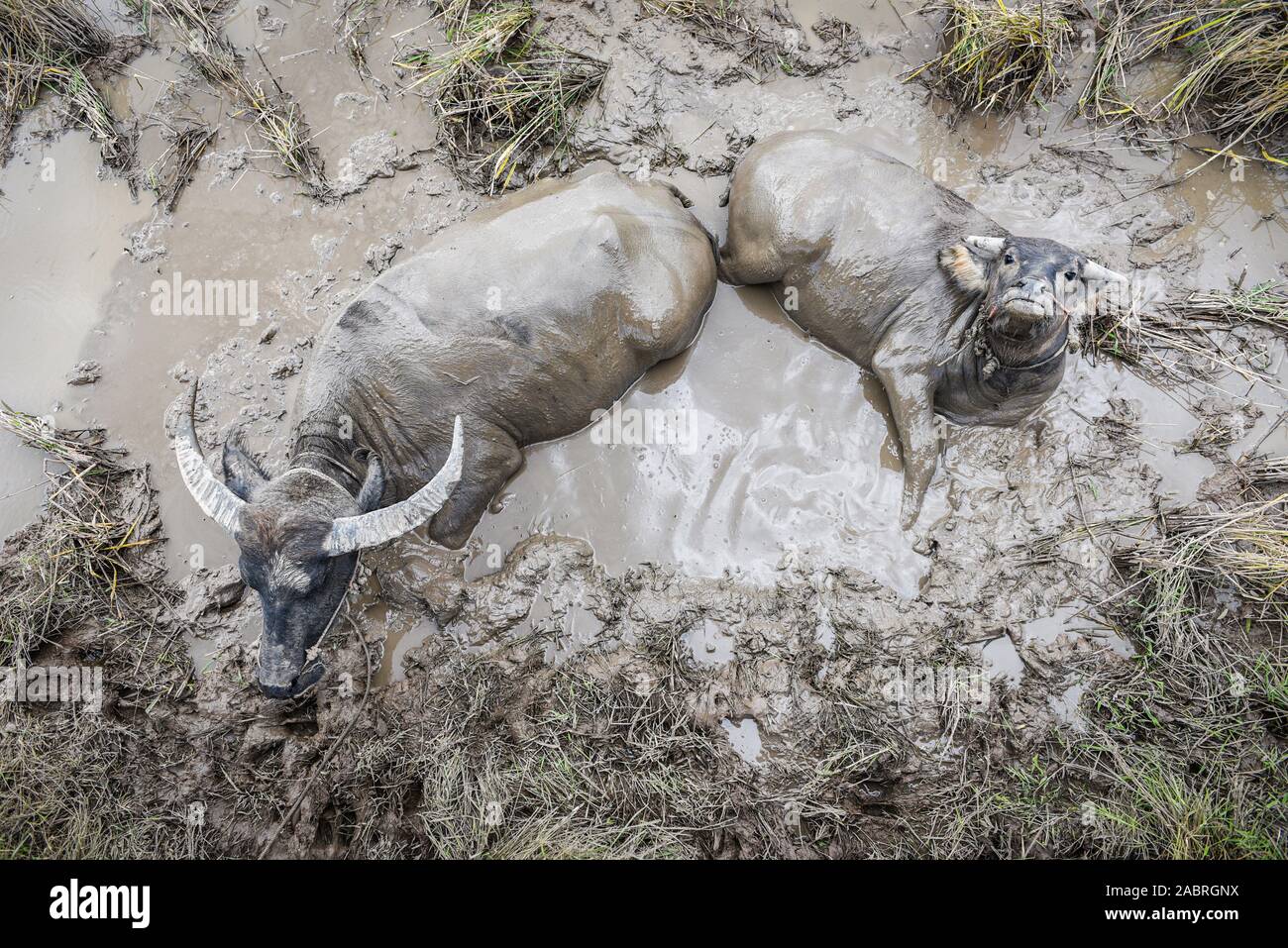 buffalo thai soaked in the swamp / water buffalo in a mud pond at farm ...