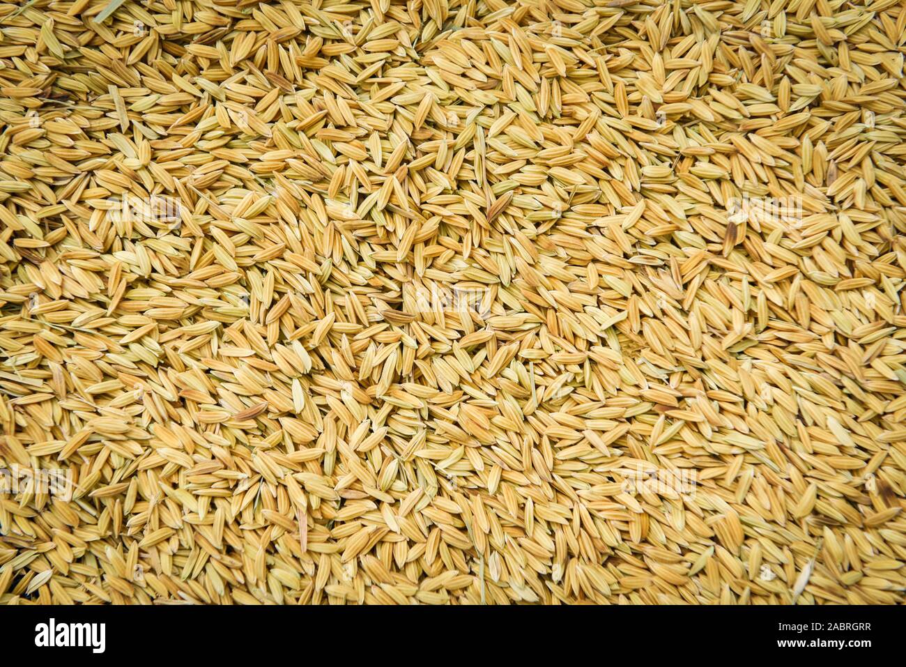 Close up pile of raw paddy rice seed grain / Rice texture background ...
