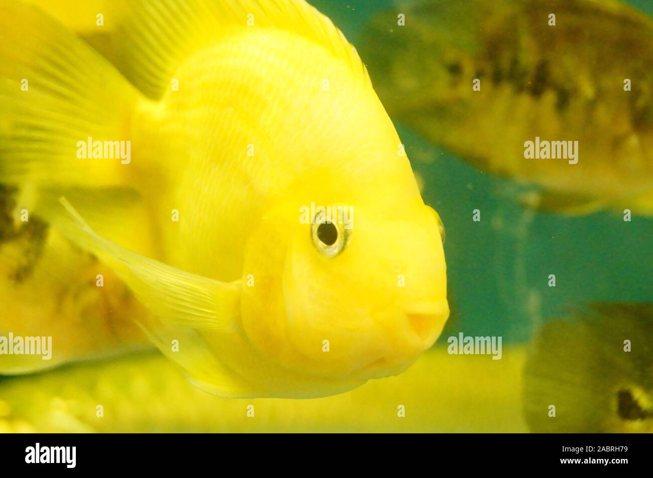 Goldfish in the aquarium Stock Photo - Alamy