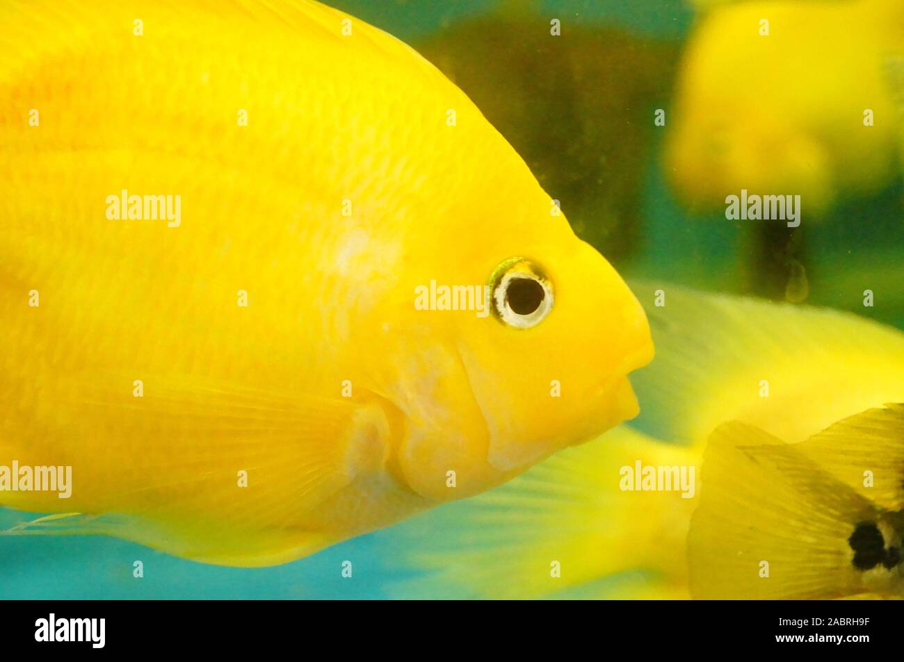Goldfish in the aquarium Stock Photo - Alamy