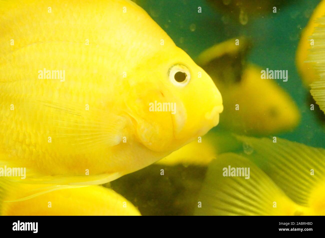 Goldfish in the aquarium Stock Photo - Alamy