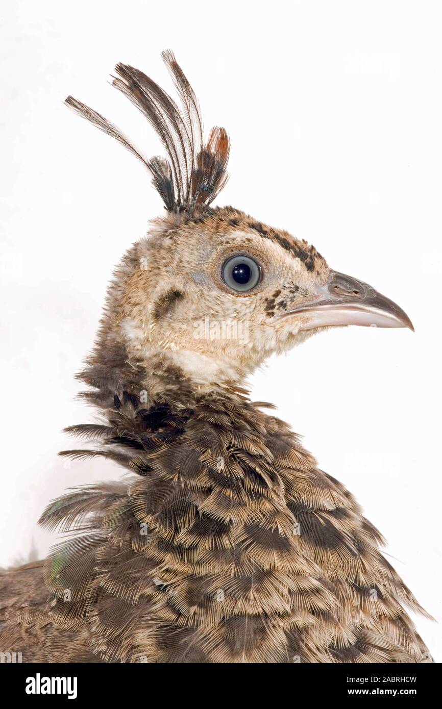 INDIAN or BLUE PEAFOWL young Pavo cristatus 11 week old juvenile Crest ...