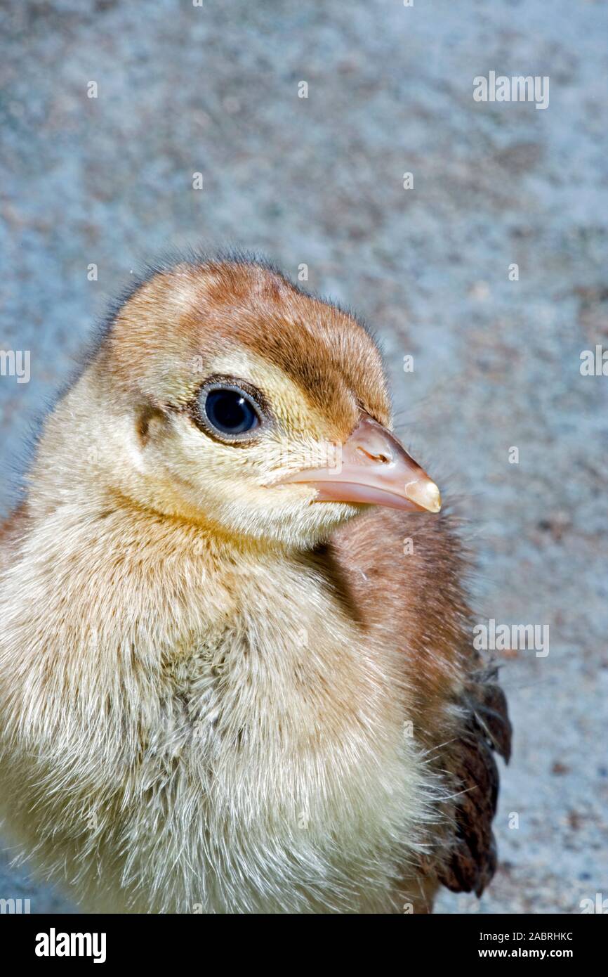 INDIAN or BLUE PEAFOWL young Pavo cristatus 5 days old chick with egg ...