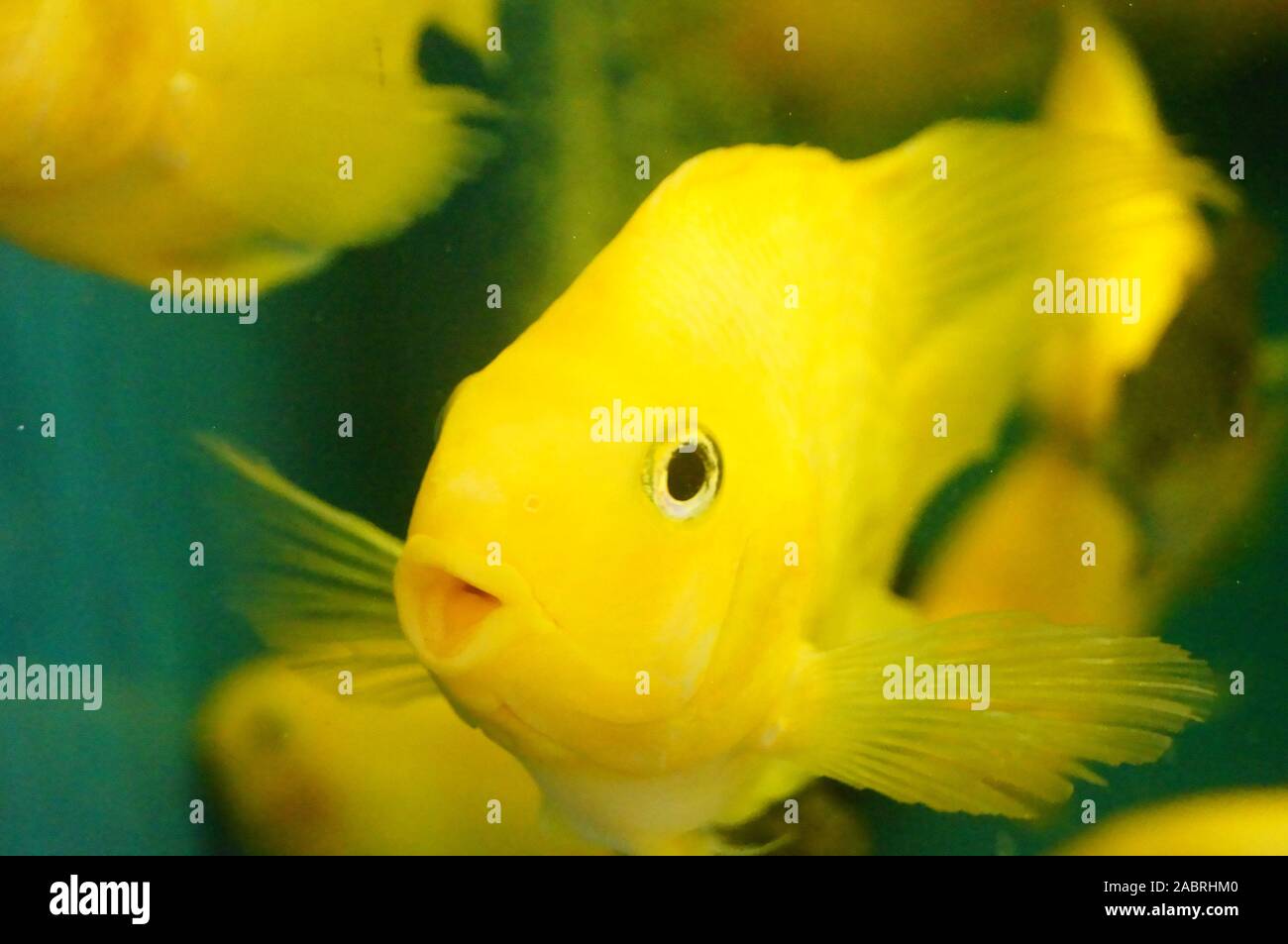 Goldfish in the aquarium Stock Photo - Alamy
