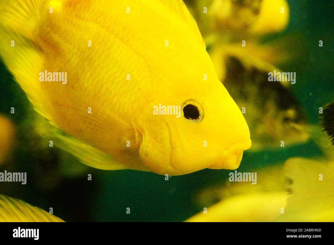 Goldfish in the aquarium Stock Photo - Alamy