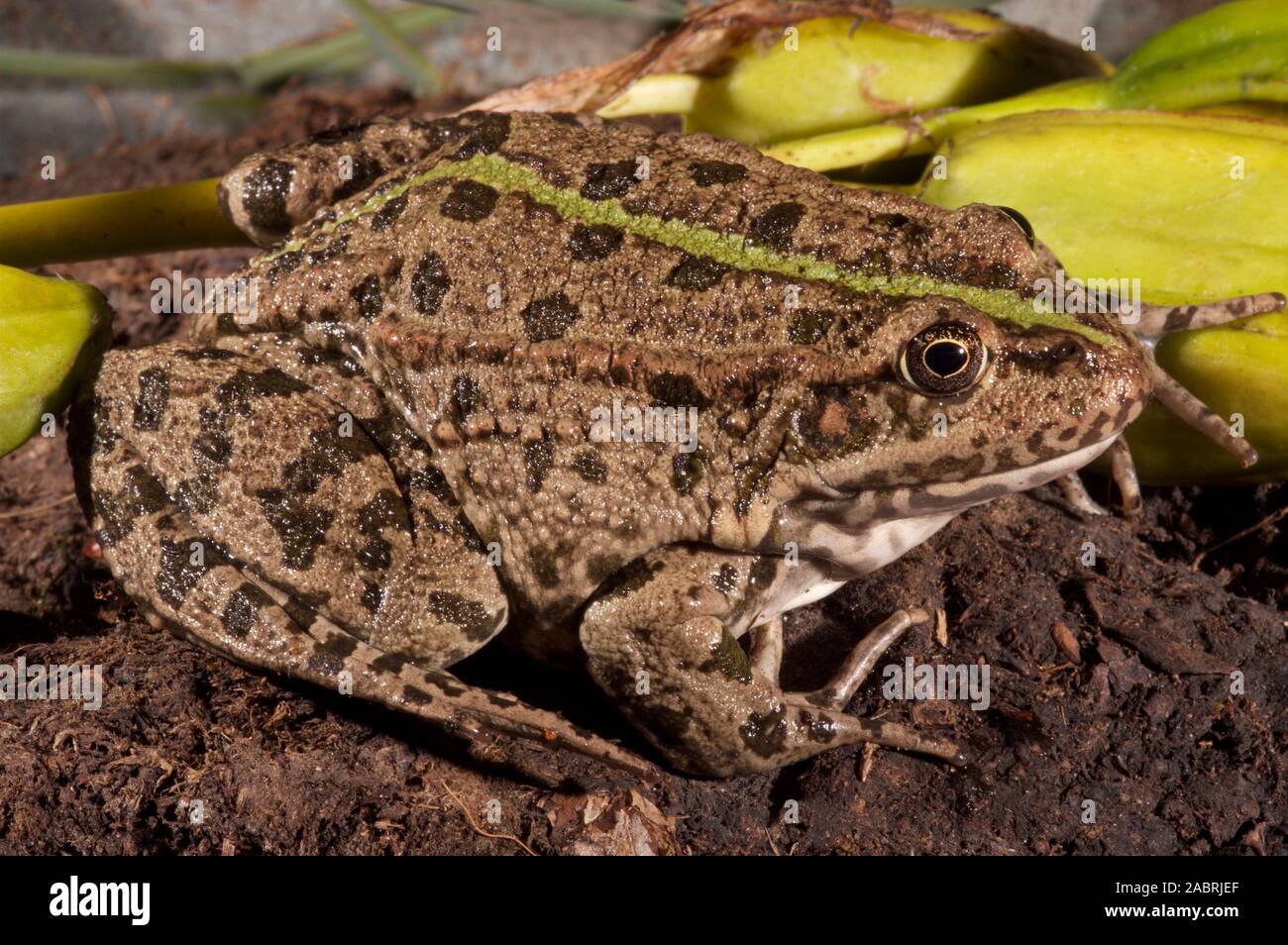 Laughing frog hi-res stock photography and images - Alamy