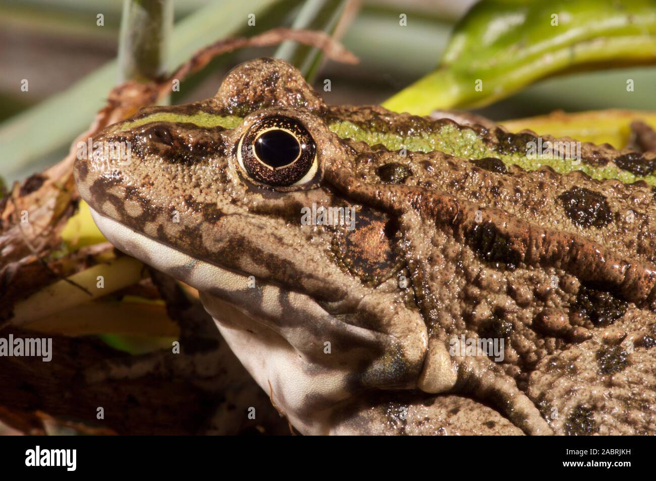 Laughing frog hi-res stock photography and images - Alamy