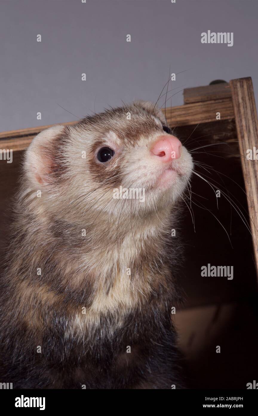 Wild polecats and domesticated ferrets hi-res stock photography and ...