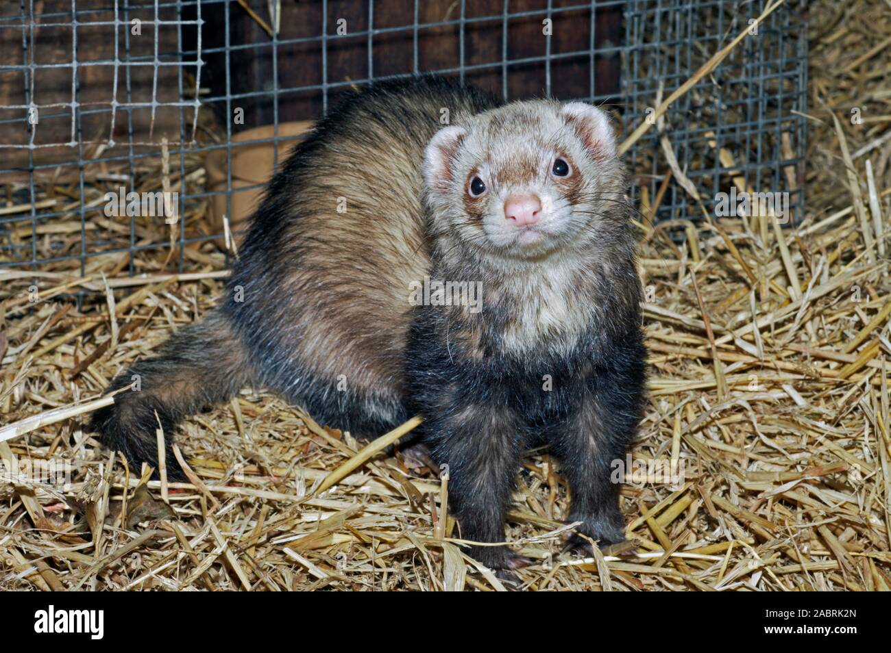 POLECAT FERRET (Mustela putorius furo). Domestic, within gamekeepers ...