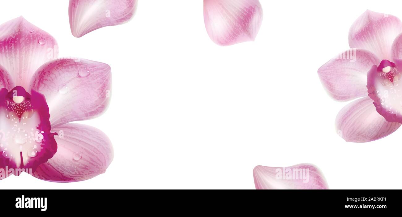 horizontal banner with purple orchid on white background Stock Vector ...
