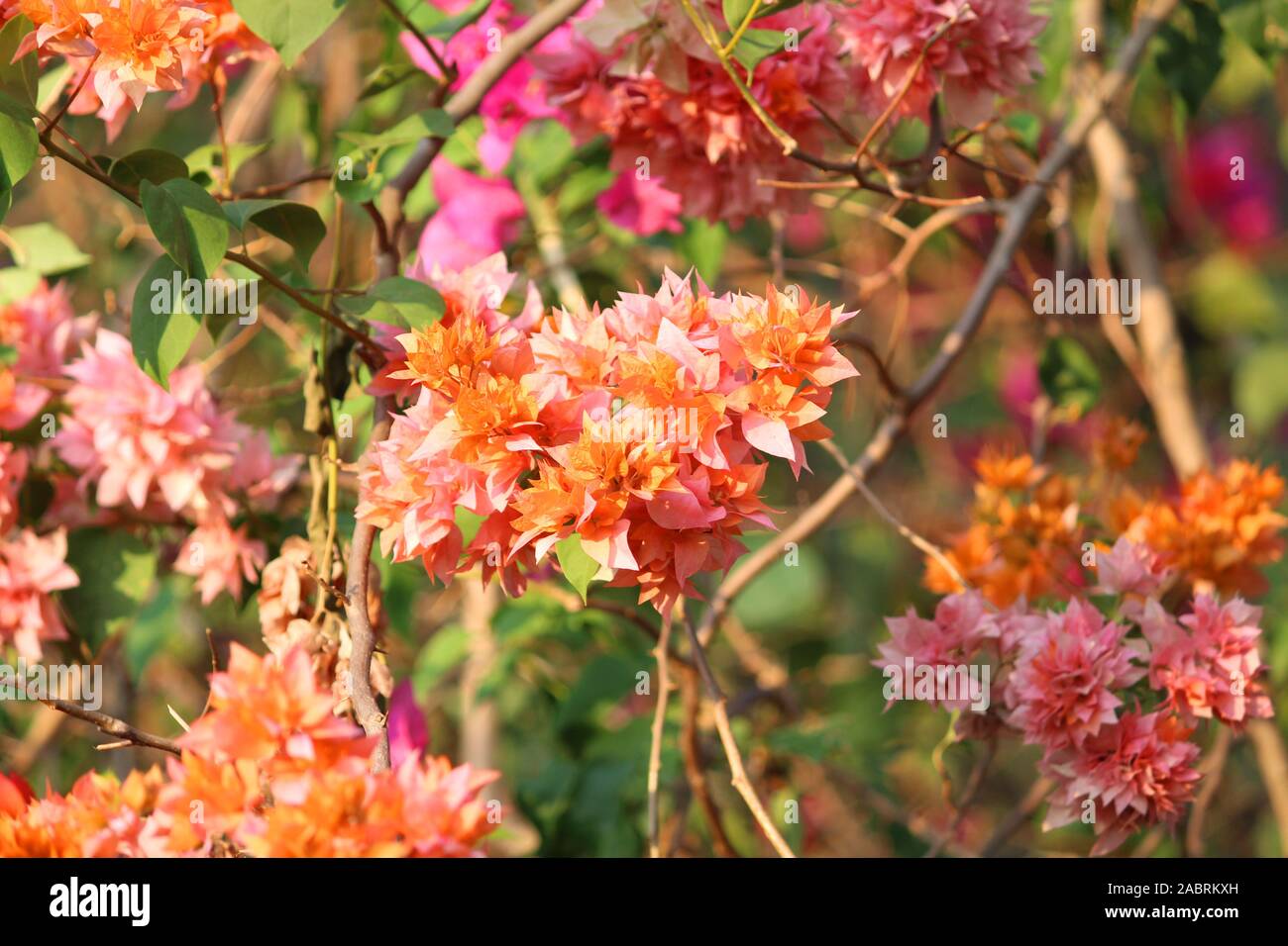 Kagaj phul hi-res stock photography and images - Alamy