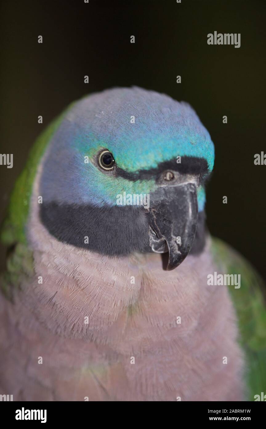 DERBYAN PARAKEET female (Psittacula derbiana). Facial markings of a ...