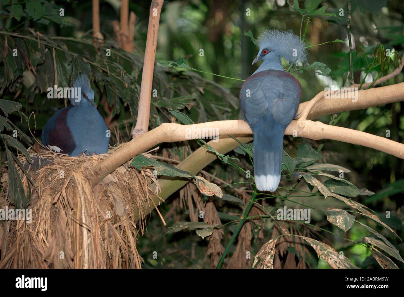 SCHEEPMAKER'S CROWNED PIGEON Goura scheepmakeri Pair nesting. Native to ...