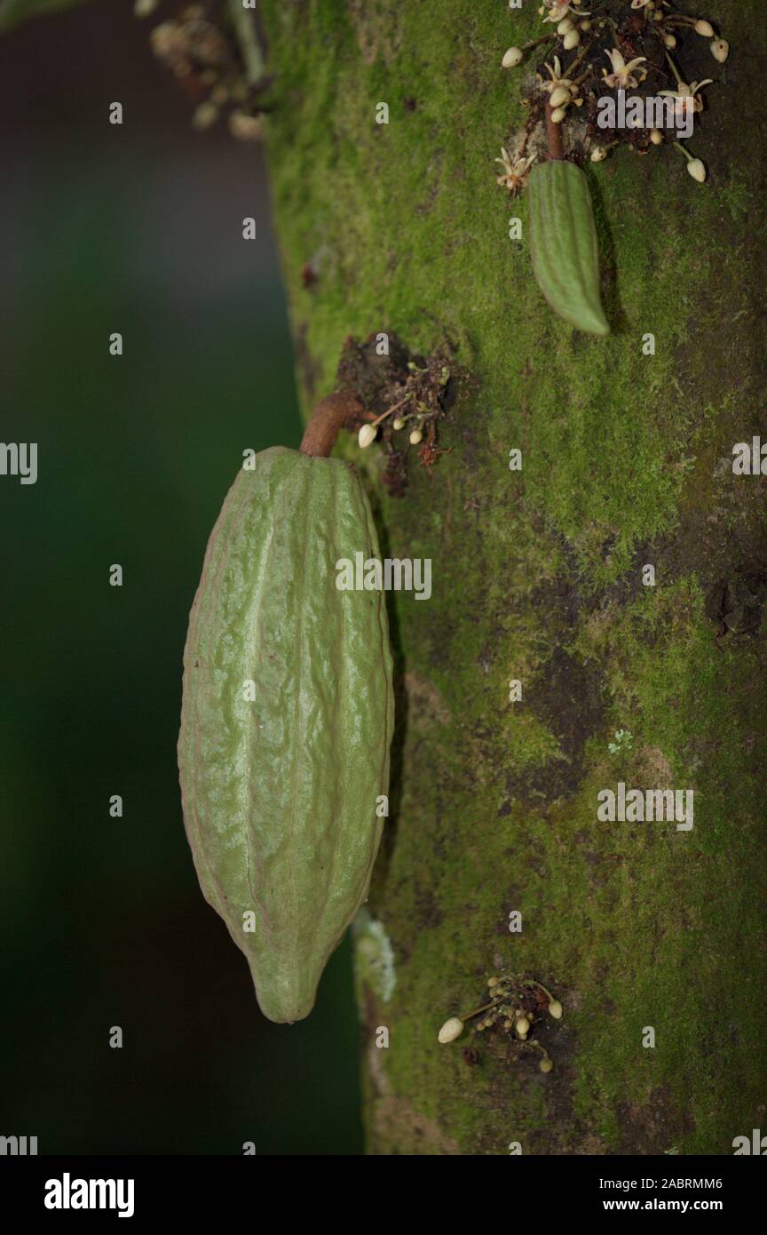 CACAO or COCOA fruit attached to tree trunk Theobroma cacao, Singapore ...