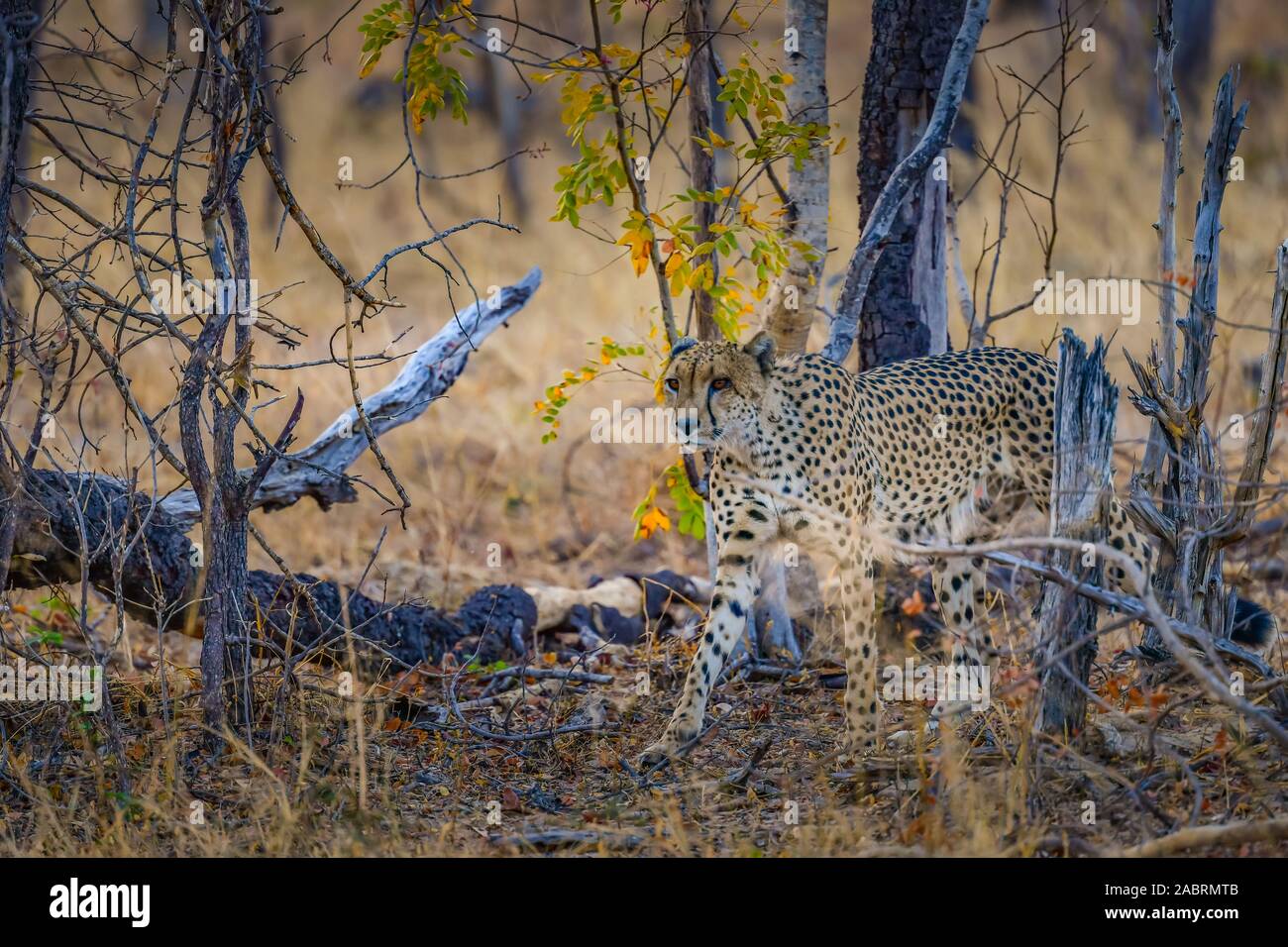Cheetah walking into the forest hi-res stock photography and images - Alamy