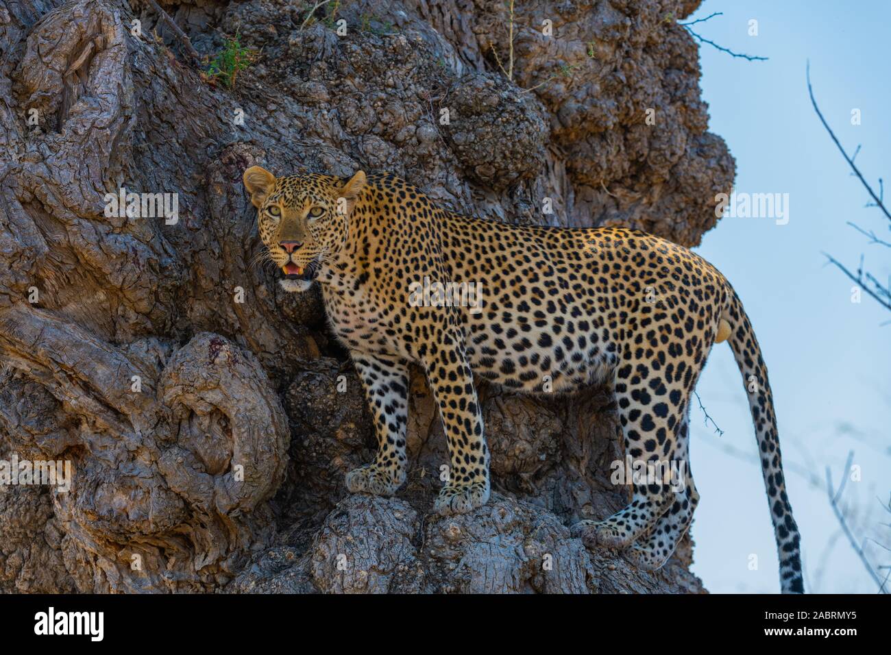 Upright trunk hi-res stock photography and images - Alamy
