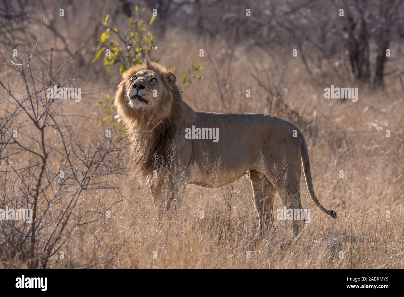 Lion standing in bush veld grass - looking skywards Stock Photo - Alamy