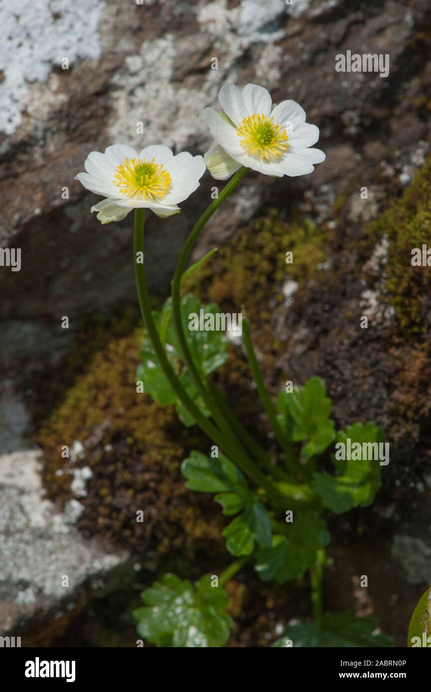 Ranunculus alpestris,Alpen-Hahnenfuss,Alpine Buttercup Stock Photo - Alamy