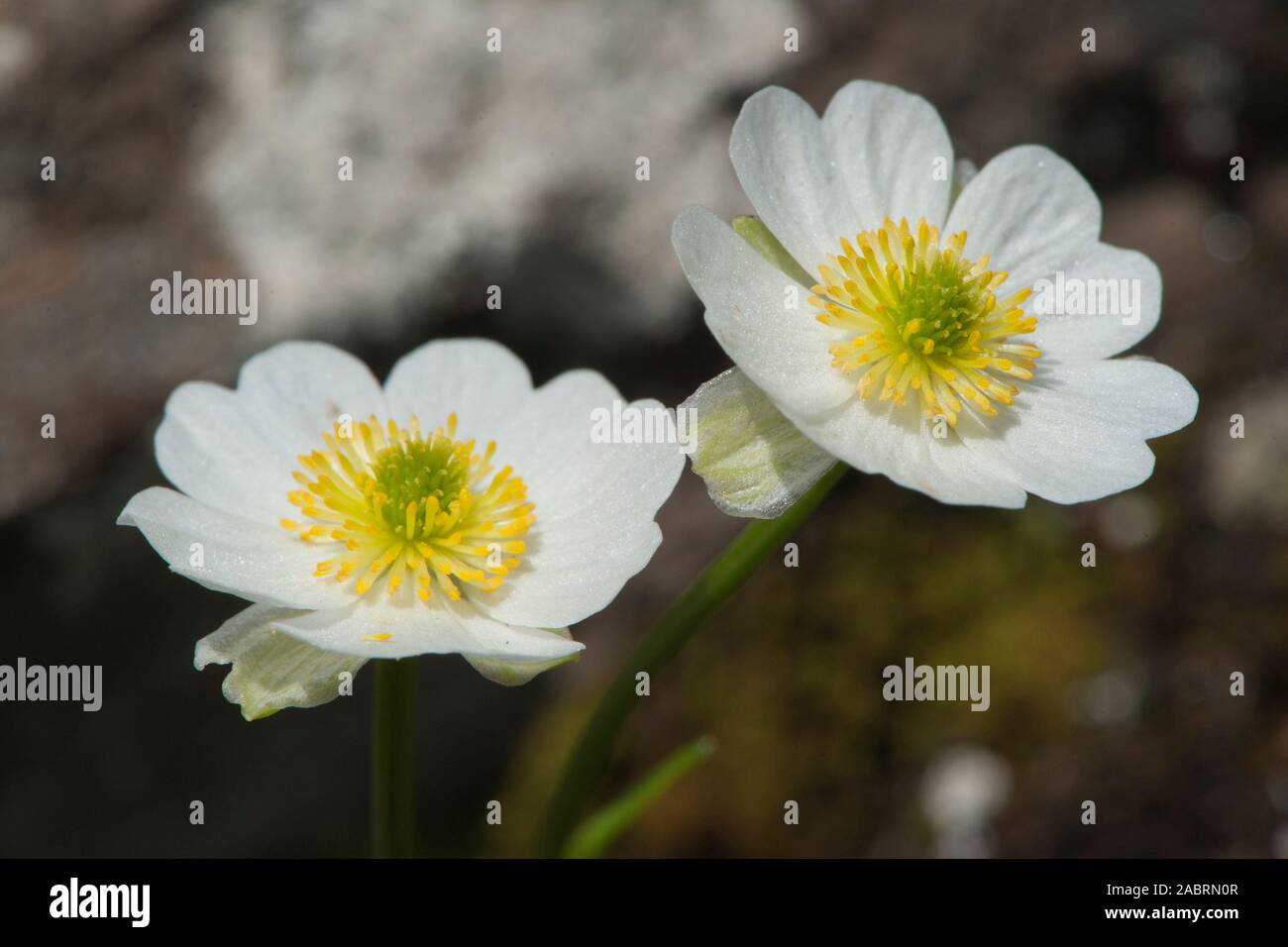 Ranunculus alpestris,Alpen-Hahnenfuss,Alpine Buttercup Stock Photo - Alamy