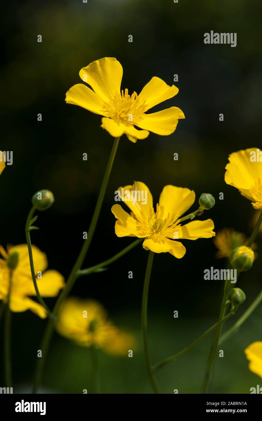 Ranunculus Gramineus High Resolution Stock Photography and Images - Alamy
