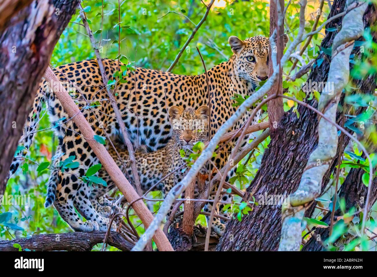 Female Leopard and Cub standing together on tree branch Stock Photo - Alamy