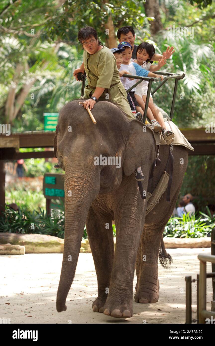 Elephant sitting back hi-res stock photography and images - Alamy
