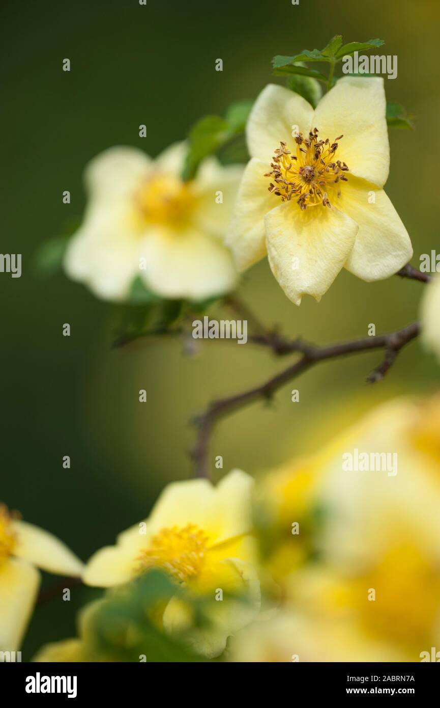 Chinesische rose hi-res stock photography and images - Alamy