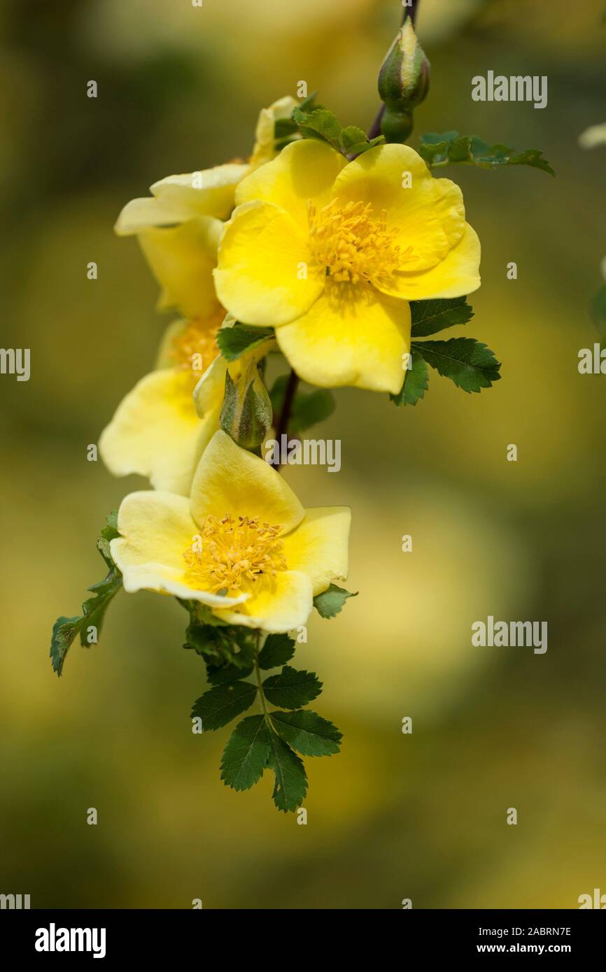 Chinese golden rose hi-res stock photography and images - Alamy
