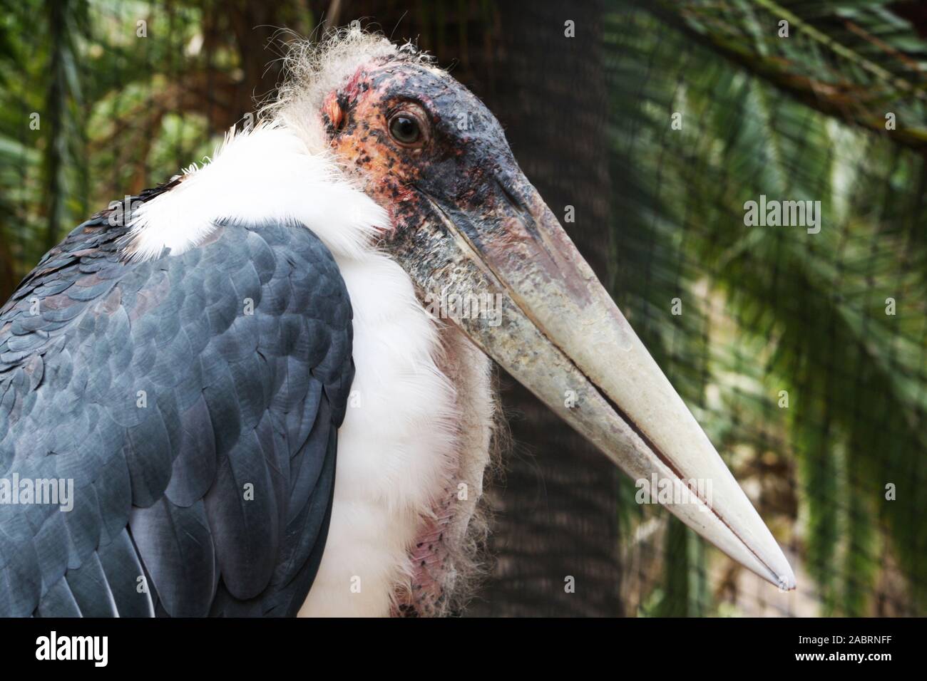 Marabou storch hi-res stock photography and images - Alamy