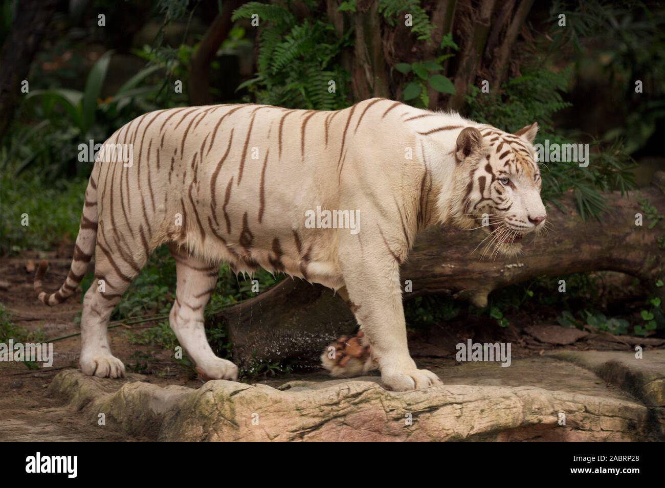 WHITE TIGER Panthera tigris. Lacking melanin pigmentation. Unlikely to ...