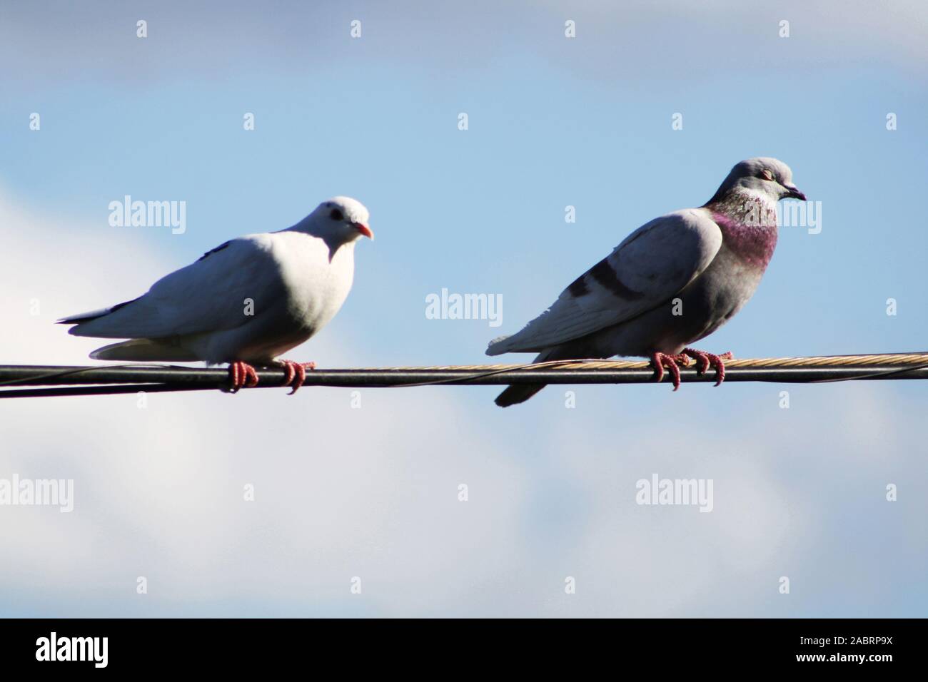 Tauben taube hi-res stock photography and images - Alamy